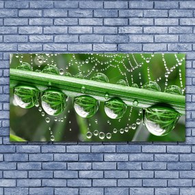 akrylový obraz Pavučina Kapka Rostlina 120x60 cm