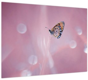 Obraz - Motýlek (70x50 cm)