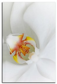 Obraz na plátně - Detailní záběr bílé orchideje - obdélník 7223A (90x60 cm  )