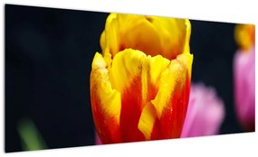 Obraz tulipánu (100x40cm)