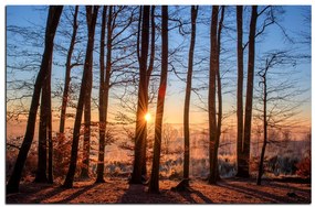 Obraz na plátně - Podzimní ráno v lese 1251A (75x50 cm)