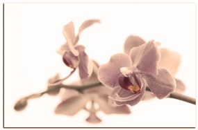 Obraz na plátně - Orchidej květ izolována na bílém pozadí 1222FA (120x80 cm)
