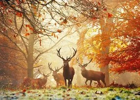 HEYE Puzzle Kouzelné lesy: Jeleni / 1000 dílků / 70 × 50 cm