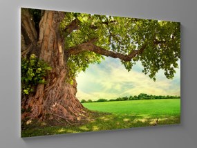 Liox Obraz majestátní strom Rozměr: 120 x 80 cm