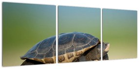 Obraz želvy - moderní obrazy