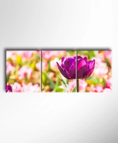 Malvis ® Obraz Pestrý tulipán ROZMĚR (šířka x výška): jednodílný obdélník 100x45 cm