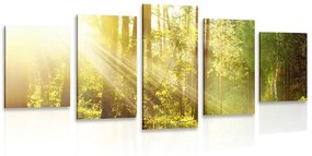 5-dílný obraz sluneční paprsky v lese - 200x100 cm
