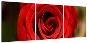 Detail růže - obraz