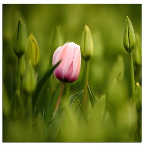 Obraz na plátně - Růžový kvetoucí tulipán - čtverec   301A (80x80 cm)