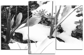 Obraz na plátně - Časné jarní květiny 1242QC (120x80 cm)