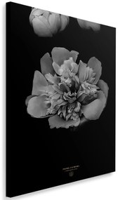Gario Obraz na plátně Černobílá Pivoňka - Dmitry Belov Rozměry: 40 x 60 cm