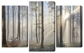Vícedílný obraz Východ Slunce V Lese Nedostatek Nedostatek Přírodní plátno 60x40