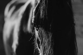 Obraz majestátní kůň v černobílém provedení - 60x40 cm