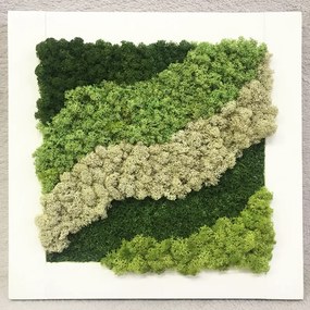 Mechový obraz Růst| sobí mech Rozměr obrazu: 60x60 cm, Barva rámu: Ořech světlý (mořená borovice), Síla rámu (pohledová): 2,5 cm