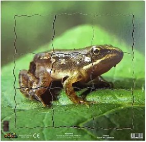 Just Jigsaws 604 Žába a její životní cyklus - dřevěné vrstvené puzzle