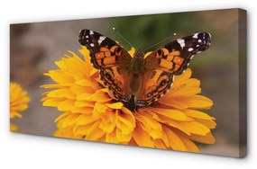 Obrazy na plátně Barevný motýl květina 125x50 cm