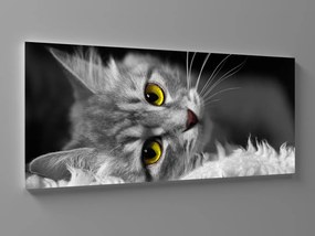 Liox XXL Obraz černobílá kočka Rozměr: 250 x 125 cm