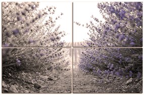 Obraz na plátně - Stezka mezi levanduloví keři 166FD (120x80 cm)