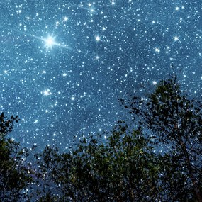 Malvis ® Tapeta Noční obloha v lese Vel. (šířka x výška): 288 x 200 cm