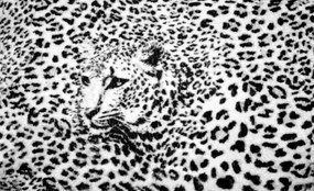 Fototapeta - Černobílá - gepard (152,5x104 cm)