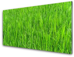 Plexisklo-obraz Zelená Tráva Příroda Trávník 140x70 cm
