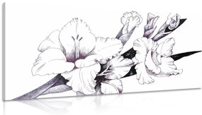 Obraz ilustrace kvetoucího mečíků Varianta: 120x60