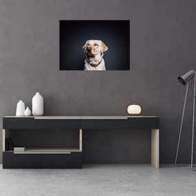 Skleněný obraz labradora (70x50 cm)