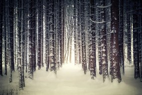 Samolepící fototapeta les zahalený sněhem - 375x250 cm