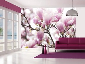 Fototapeta Magnolia bloosom