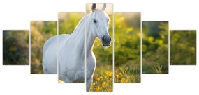 Obraz bílého koně na louce (210x100 cm)