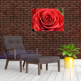Skleněný obraz květu růže (70x50 cm)