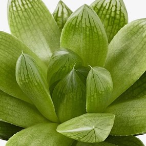 SUCCULENT Rostlina, různé druhy/Sukulent, 9 cm