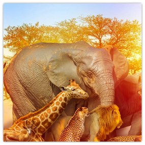 Obraz afrických zvířátek (30x30 cm)