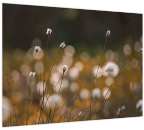Obraz - Louka s cottongrass N⁰2 (70x50 cm)