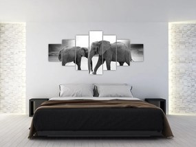 Obraz - černobílí sloni (210x100 cm)