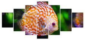 Obraz ryby (210x100 cm)