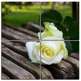 Obraz na plátně - Bílá růže na lavici - čtverec 3224E (60x60 cm)