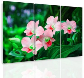 Malvis ® Vícedílný obraz - Orchidej v přírodě II. Velikost: 150x100 cm