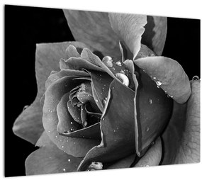 Skleněný obraz růže - černobíla (70x50 cm)