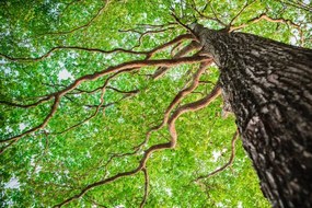 Umělecká fotografie New green leaf tree in nature forest, somnuk krobkum, (40 x 26.7 cm)