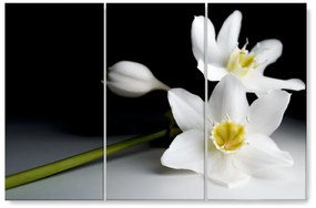 Malvis ® Vícedílný obraz - Orchidej ve tmě Velikost: 90x60 cm