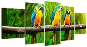 Moderní obraz - papoušci