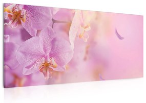 Malvis ® Obraz rozkvetlá orchidej ROZMĚR (šířka x výška): třídílný obdélník 150x60 cm