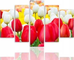Obraz 5 dílů Canvas Bílé a červené tulipány 300x140