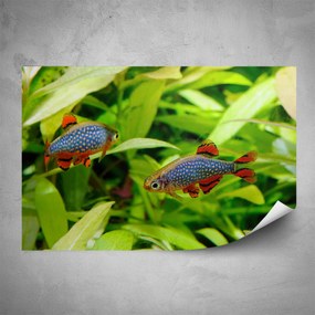 Plakát - Rybky v akváriu (60x40 cm) - PopyDesign