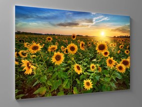 Liox Obraz slunečnicové pole Rozměr: 150 x 100 cm