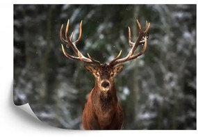Fototapeta Deer In The Forest Vliesová tapeta 208x146