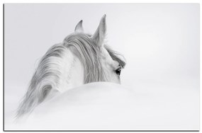 Obraz na plátně - Andaluský kůň v mlze 1219A (75x50 cm)