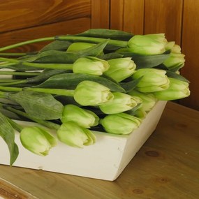 Tulipán zelený 40cm