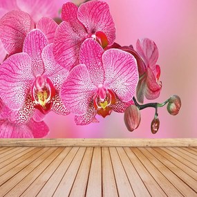 Fototapeta Růžová orchidej 104x70